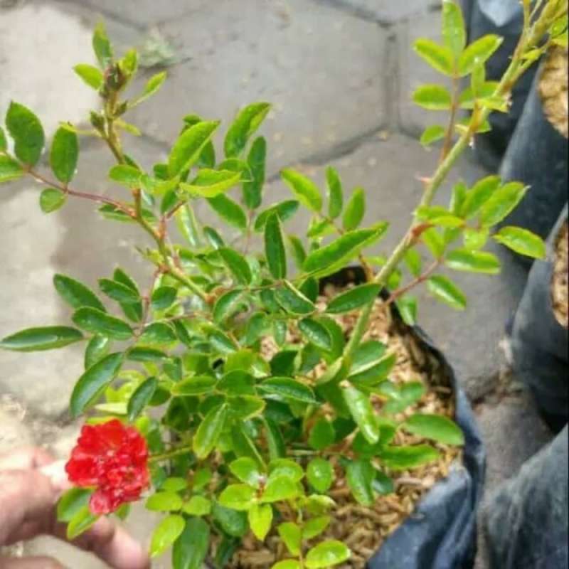 Jual bibit bunga mawar rambat merah-climbing rose di Seller bibit kitaa ...