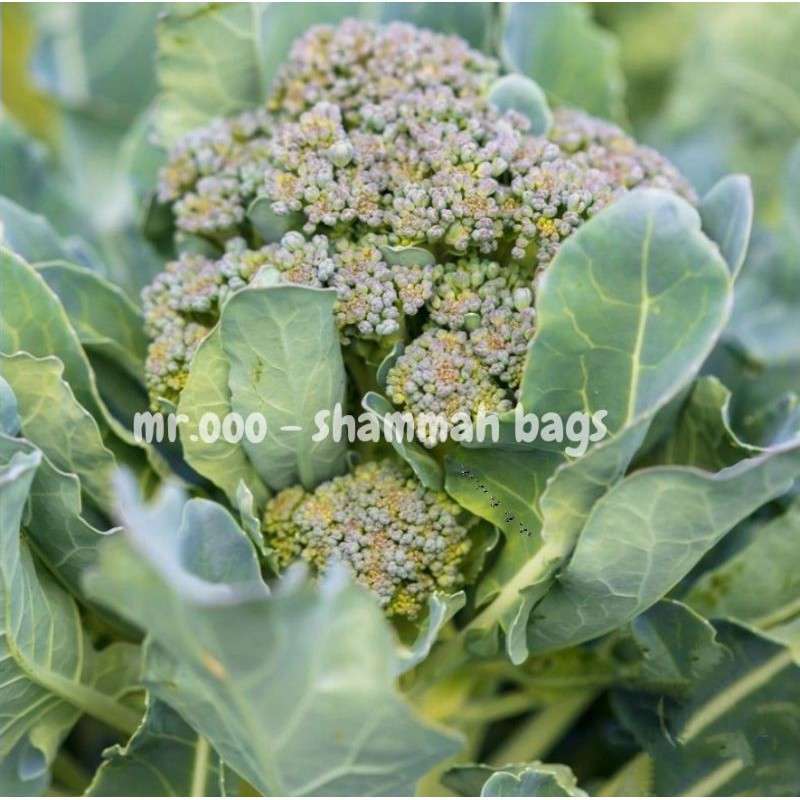 Jual Benih Sayuran- Broccoli - Ramoso Santana - 100 benih - Import di ...