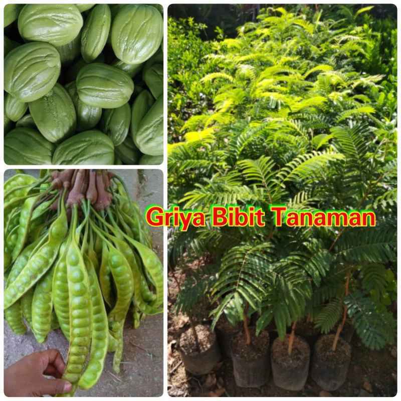 Promo BIBIT PETE BIBIT PETAI HIBRIDA Griya Bibit Tanaman Diskon 40% di ...
