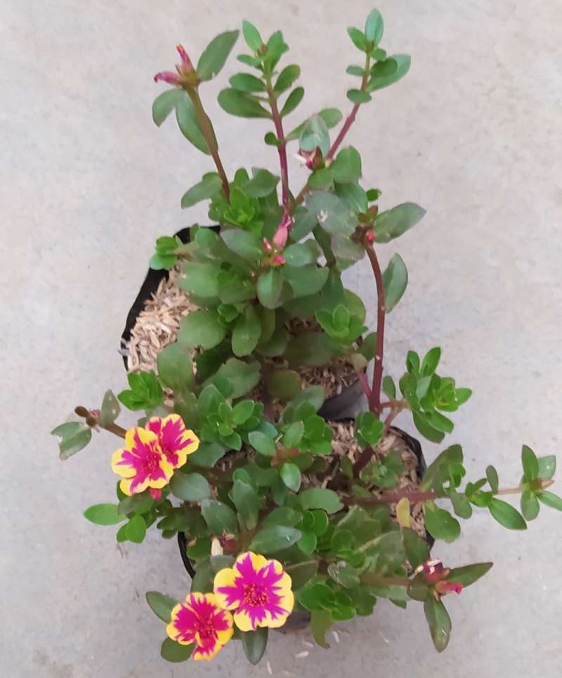 Jual Bunga Krokot Tiger Crown / Moss rose di Seller Nadia garden ...