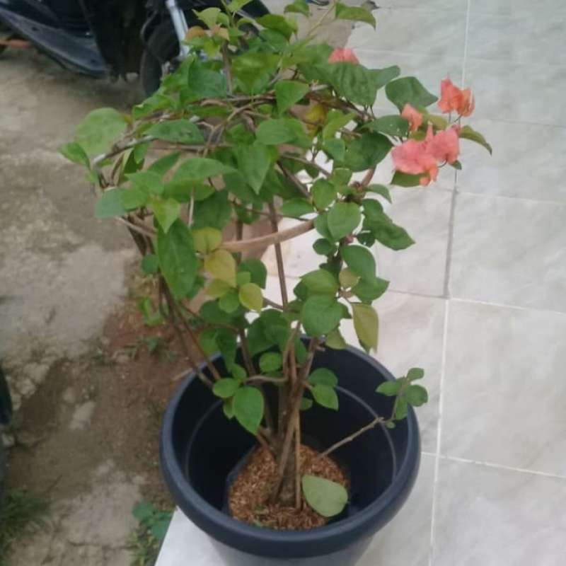 Jual Tanaman Bugenfil Atau Tanaman Rambatan Di Seller Tamanbungaserasi ...