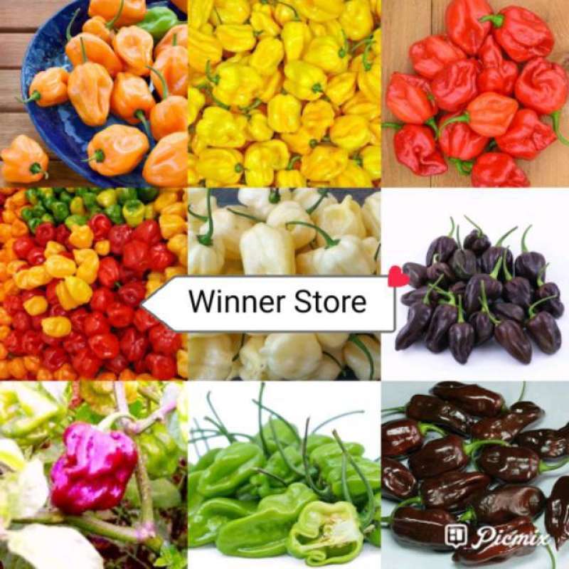 Jual 4 Biji Benih Cengek Lombok Cabe Cabai Chili Pepper Capsicum ...