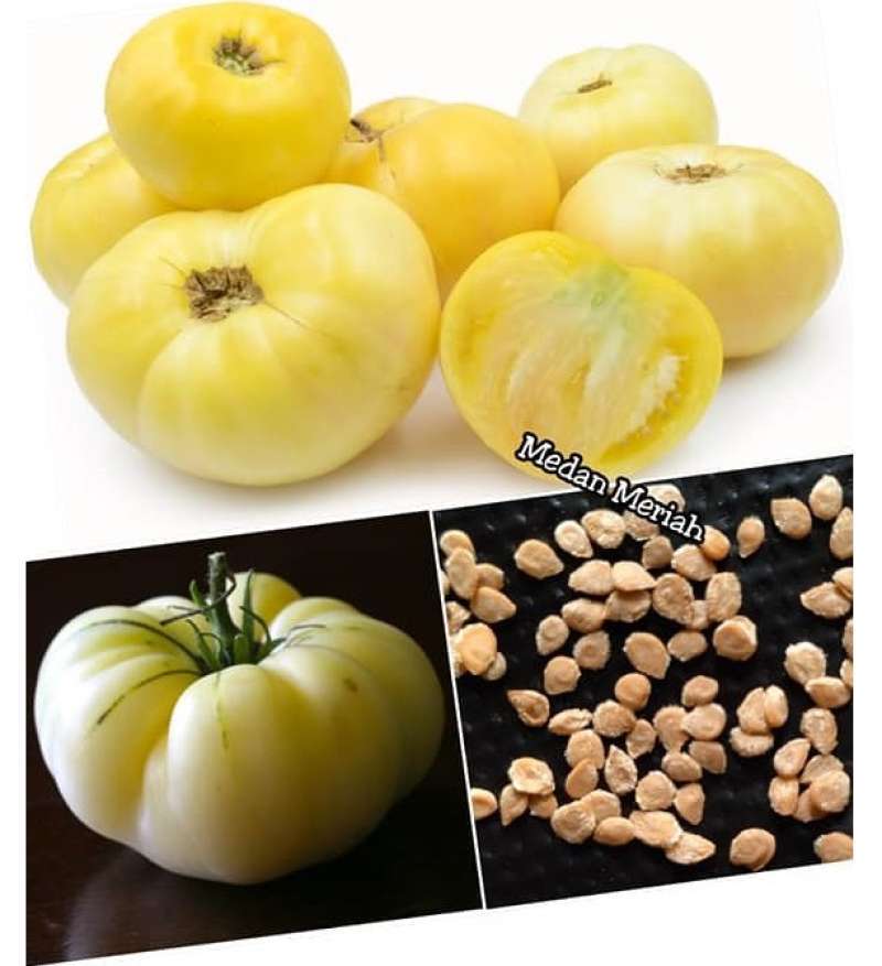 Promo 15 Biji Benih Bibit Tomat Putih Great White Tomato Seeds ...