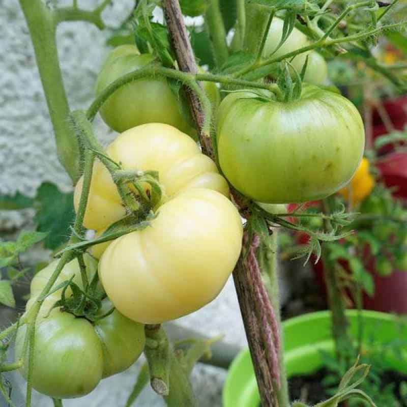 Promo 15 Biji Benih Bibit Tomat Putih Great White Tomato Seeds ...