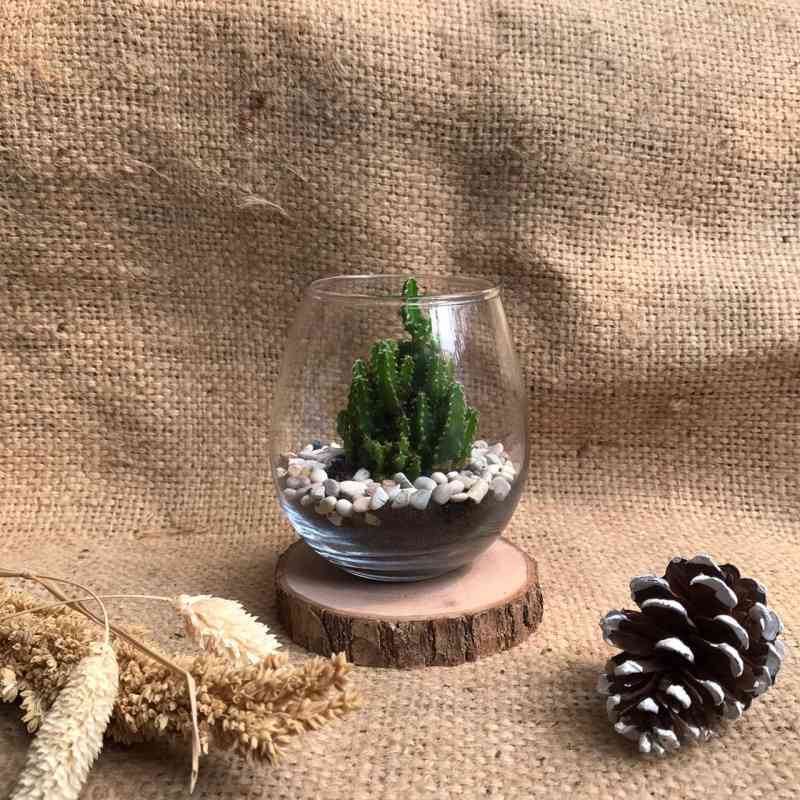 Jual Terrarium Medium Tanaman Hias Set Dengan Vas Tatakan Kayu Standing ...