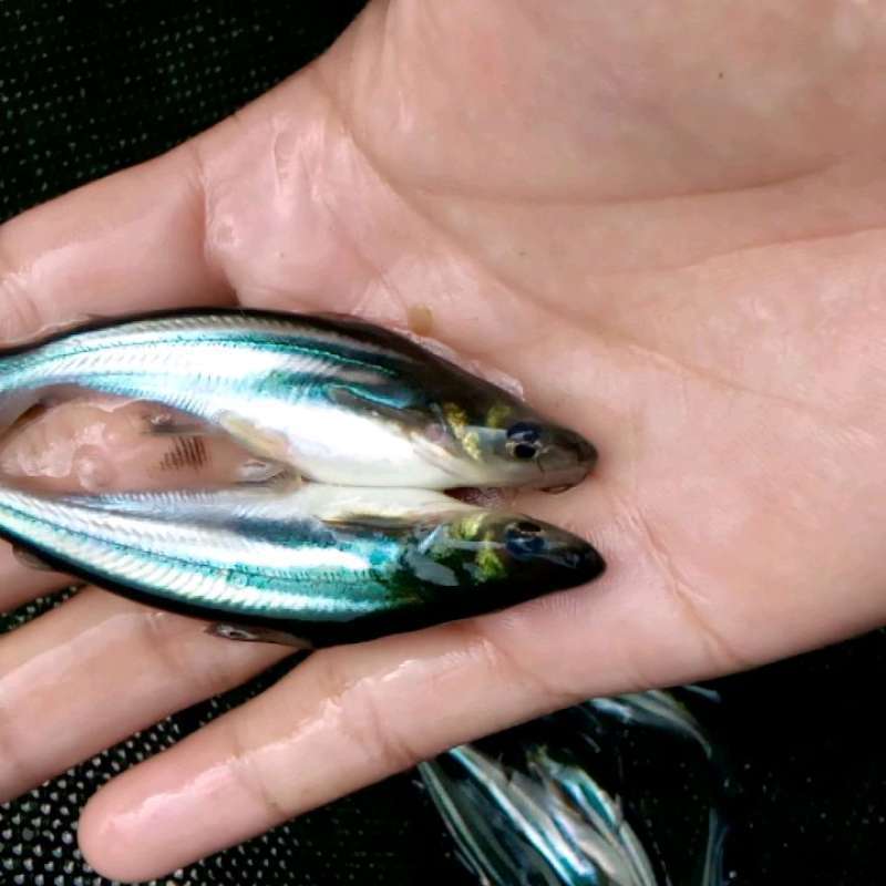 Jual Ikan Patin Uk 6-7cm Di Seller Benih Ikan Bekasi - Cibuntu, Kab ...
