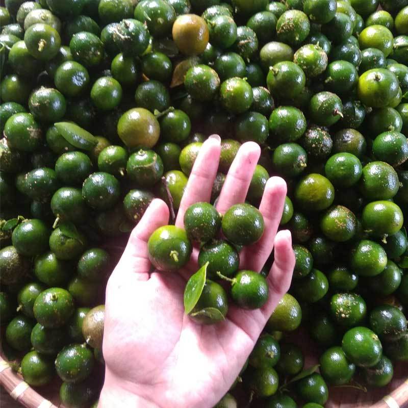 Jual Jeruk Lemon Cui Kasturi Buah-buahan [1 Kg] Di Seller Usman Abadi ...