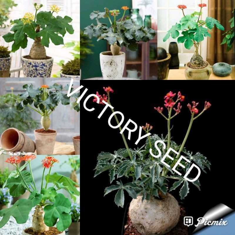 Promo Victory Seed 2 Biji Benih Bibit Seed Seeds Jarak Buncit Botol ...
