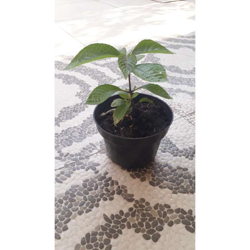 Jual Tanaman Daun Keji beling - Pecah beling di Seller Grosir88 - Pasar ...