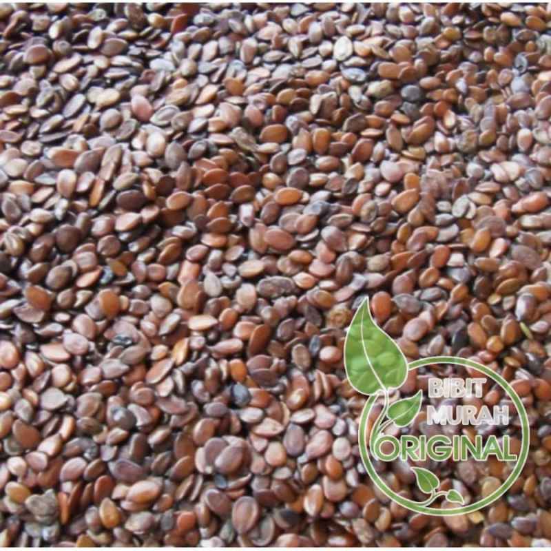 Jual biji lamtoro atau petai cina di Seller Agro penghijauan - Pehkulon ...