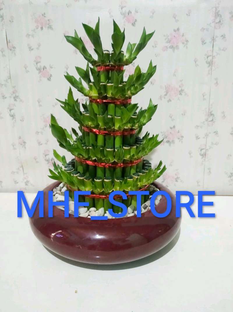 Jual Bambu Hoki/lucky Bamboo - Vas+bambu+batu Hias Di Seller Mhf-store ...