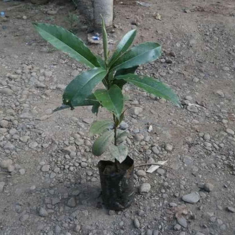 Jual Kw Asli Bibit Tanaman Buah Bisbul Atau Buah Mentega Lezat Ecer di ... Jual Kw Asli Bibit Tanaman Buah Bisbul Atau Buah Mentega Lezat Ecer di ...