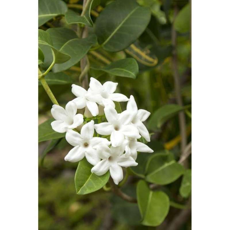 Jual Tanaman Hias Merambat Bunga Madagascar Jasmine - Stefanot Putih Di ...