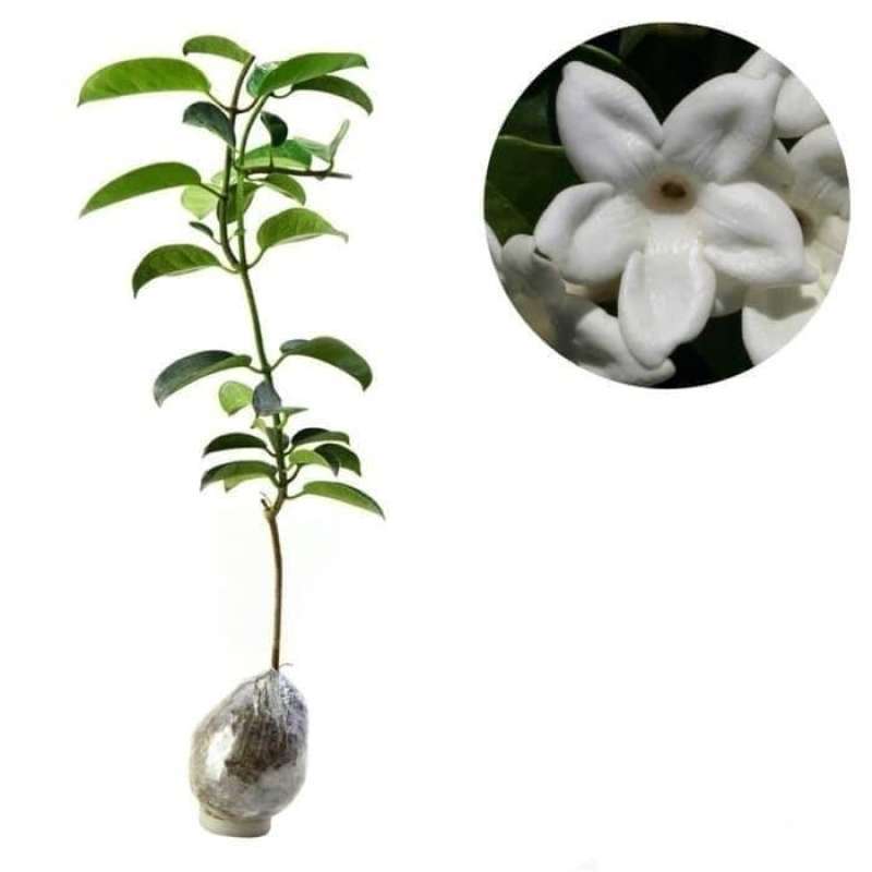 Jual Tanaman Hias Merambat Bunga Madagascar Jasmine - Stefanot Putih Di ...