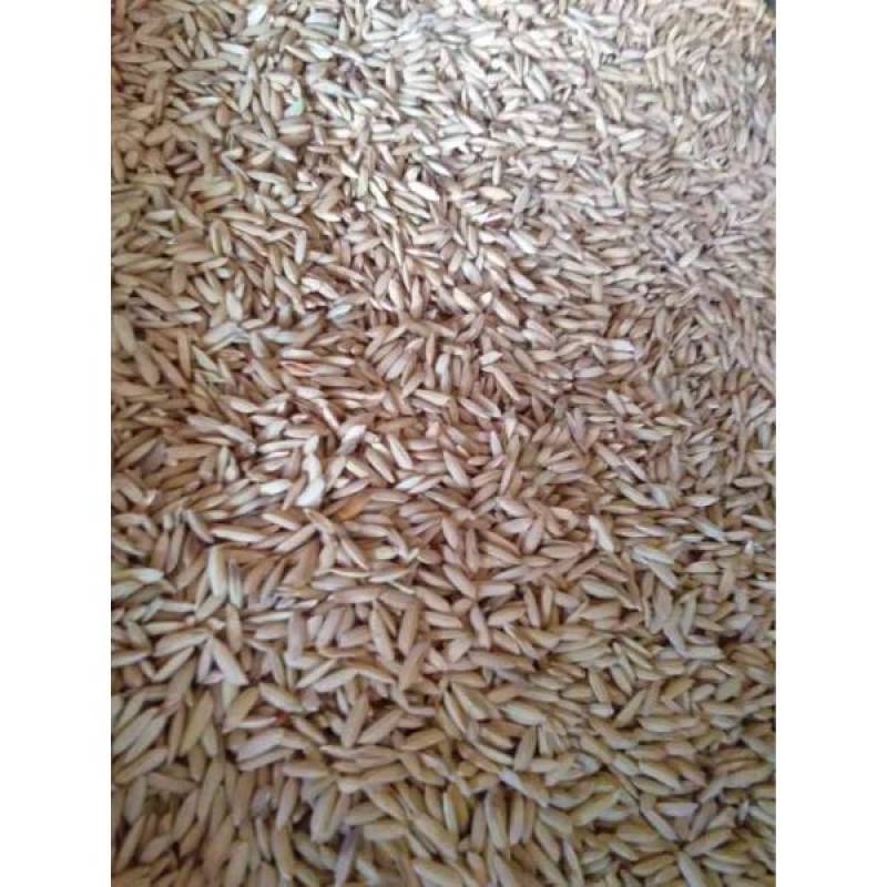 Jual Gabah beras merah. 1kg di Seller DIEZNIE WARUNG SATO (Acc pets ...