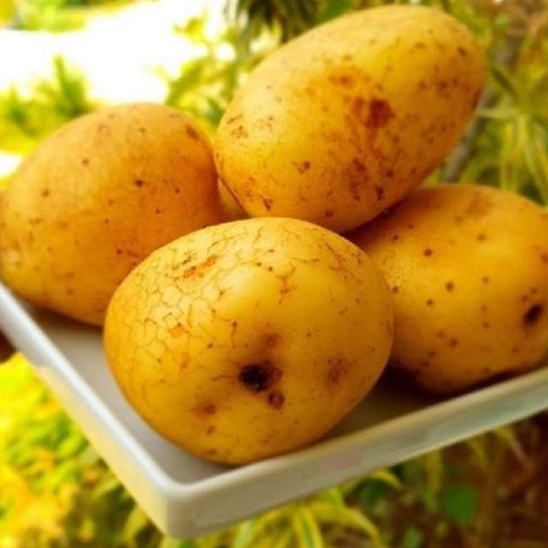 Jual KENTANG DIENG JUMBO FRESH 1 KG- KENTANG DIENG - SAYURAN -SAYURAN ...