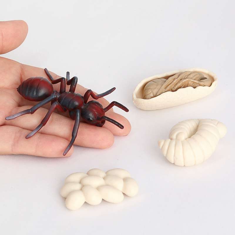 Jual Simulation Ant Growth Life Cycle Figures Imagination Toy for Kids ...