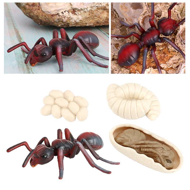 Jual Simulation Ant Growth Life Cycle Figures Imagination Toy for Kids ...