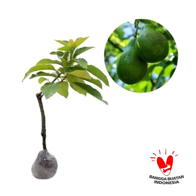 Jual Kebun Bibit Alpukat Miki Bibit Tanaman di Seller Kebun Bibit Buah ... Jual Kebun Bibit Alpukat Miki Bibit Tanaman di Seller Kebun Bibit Buah ...
