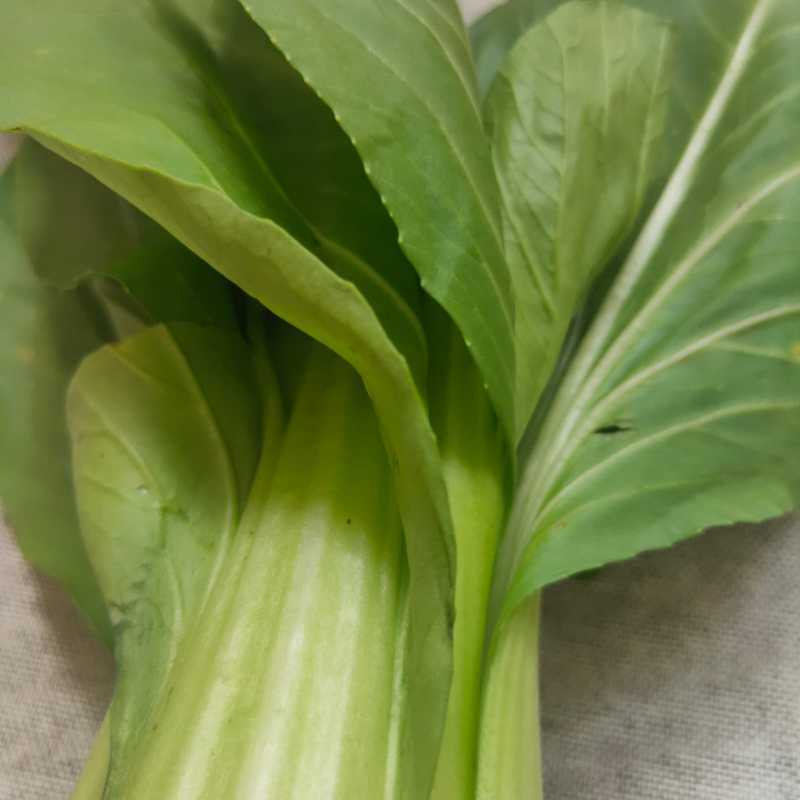 Jual Pakcoy Sayur Segar Bandung 1kg Di Seller Ranca Deli - Cipamokolan ...