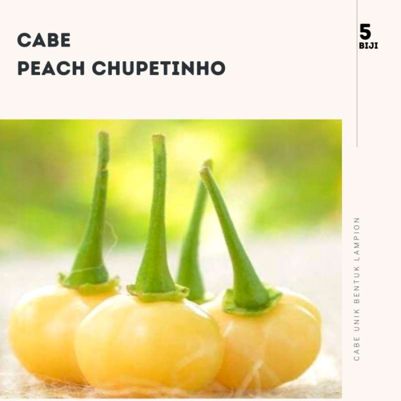 Promo Benihpedia Benih Cabe Lampion Peach Chupetinho Diskon 40% Di ...