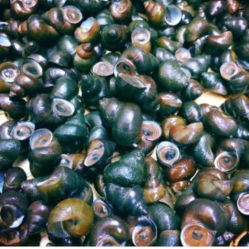 Jual Tutut / Keong Sawah Mentah / Siput Segar Masih Hidup / Seafood ...