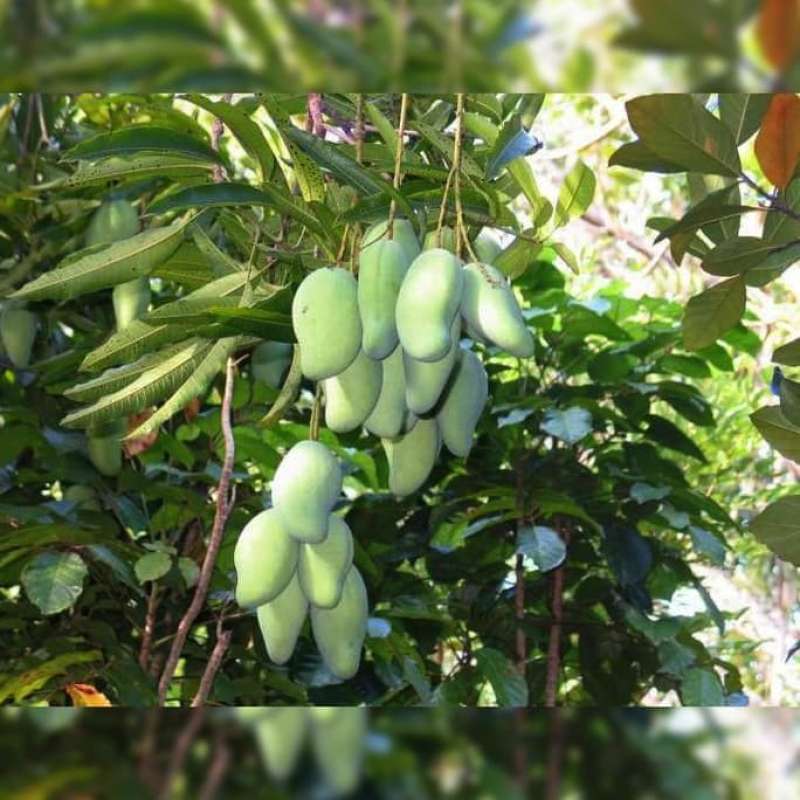 Jual A+ BIBIT MANGGA ARUM MANIS POHON BUAH HARUM ARUMANIS ARUMMANIS di ...