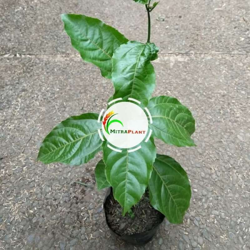 Jual Bibit Pohon Markisa Ungu - Tanaman Buah Markisa Hitam Merah Buah ...