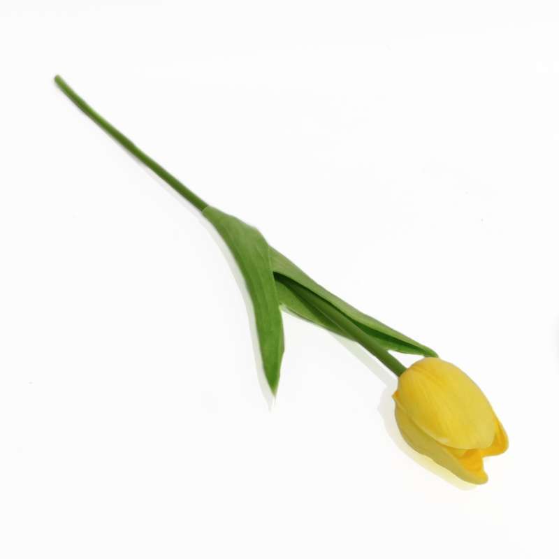 Setangkai Bunga Tulip Merah