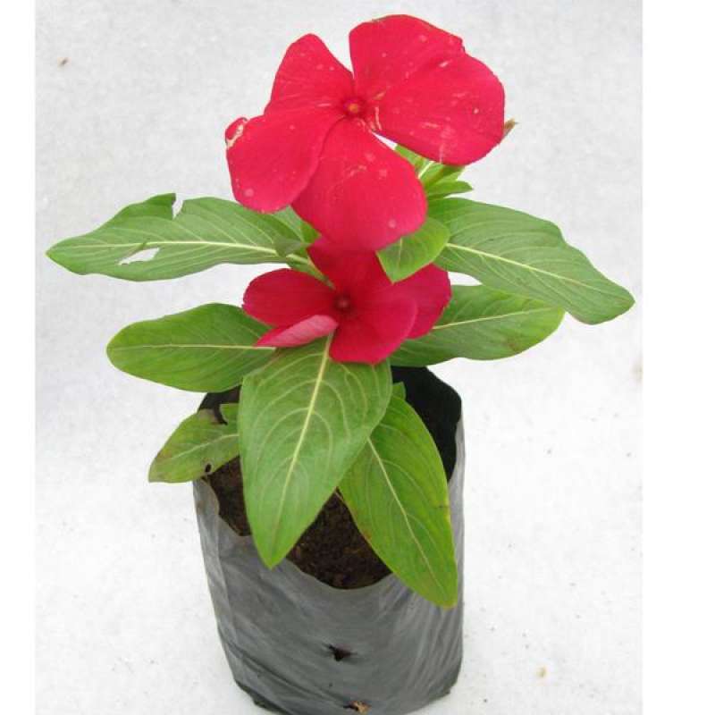 Jual Tanaman Vinca Merah di Seller tokobibitid - Sidomulyo, Kota Batu ...