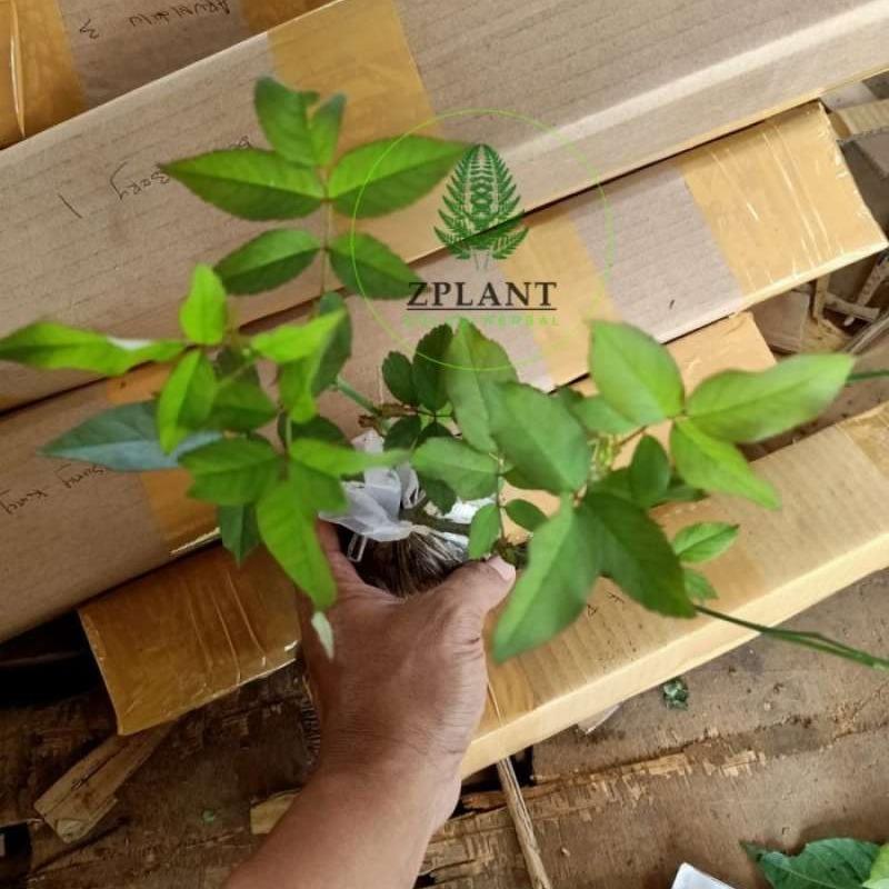 Jual Bibit Pohon Bunga Mawar Rambat Pink Tanaman Hias Climbing Rose ...