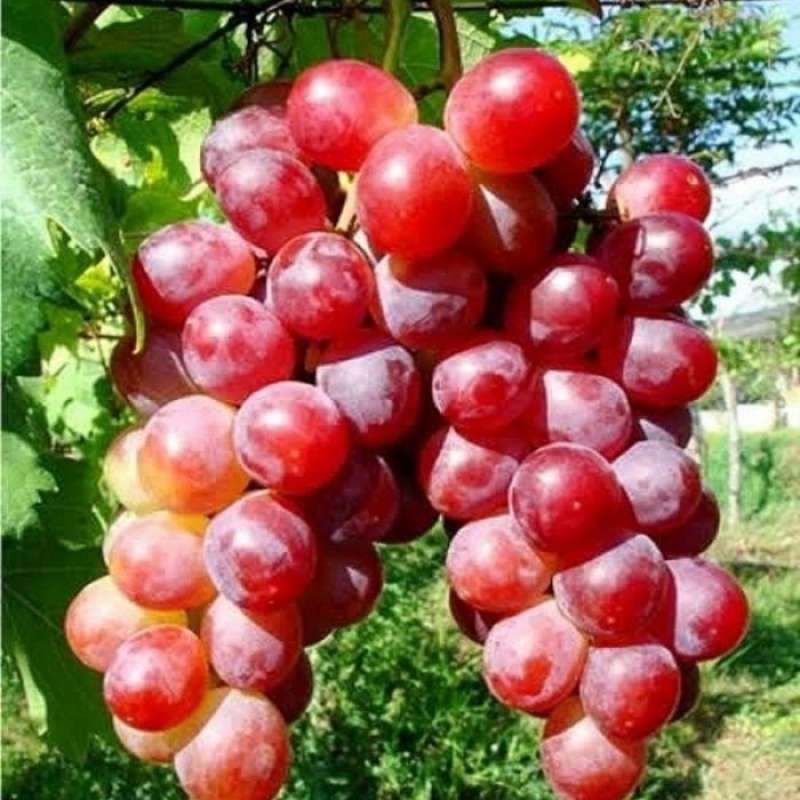 Buah Anggur Merah