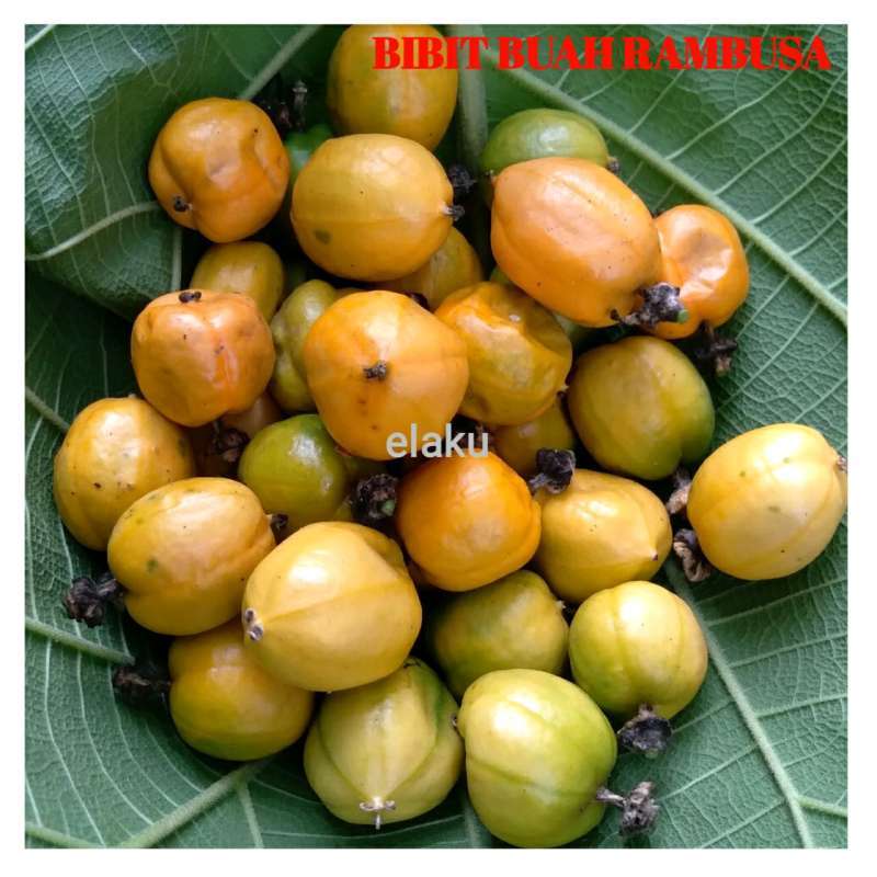 Buah Rambusa