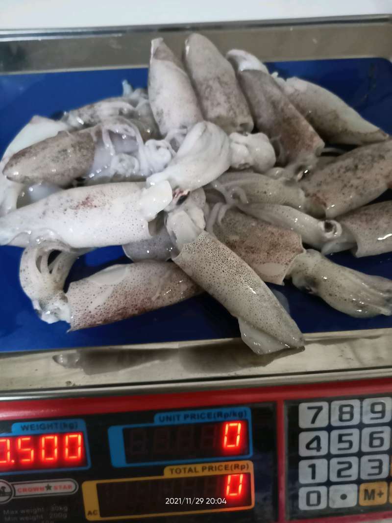 Jual cumi-cumi laut utuh segar 500g di Seller Toko berkah rizky ...