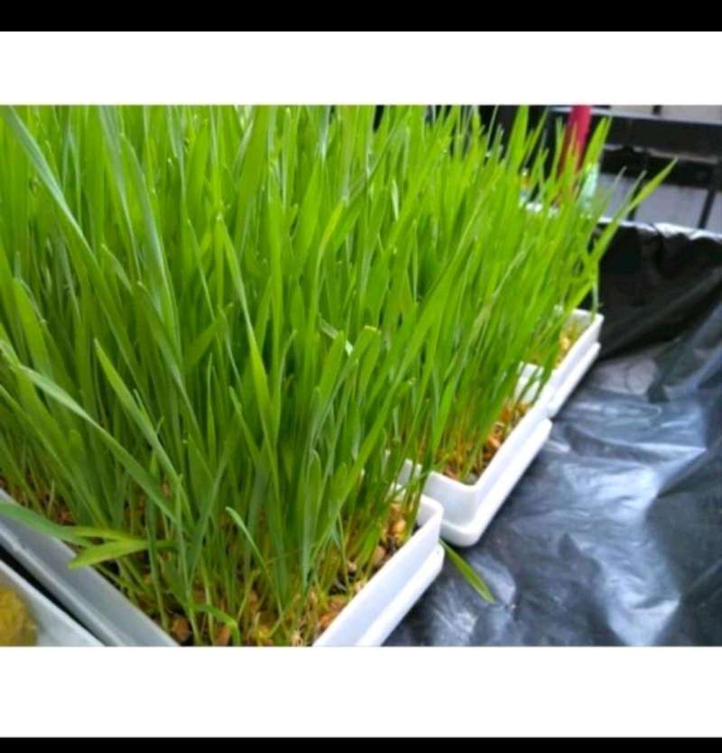 Jual Tray Semai Benih Hidroponik Nampan Alas Tray Semay Seedling Tray ...