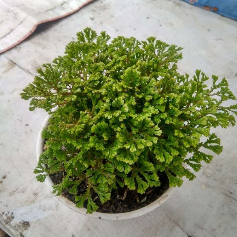 Jual tanaman hias ande ande lumut atau lumut ambon moss sellaginela di ...