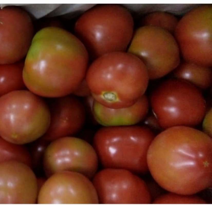 Jual Tomat Beef Mini Hidroponik - 1kg di Seller SAYURKITA2017 - Kota ...