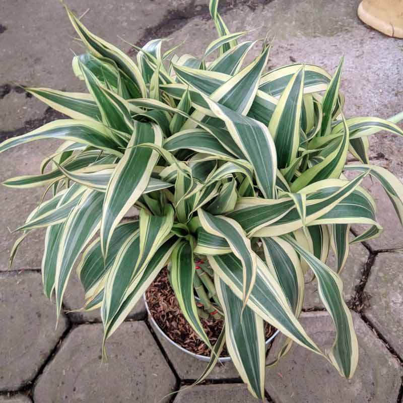 Catat! 35+ Tanaman Bunga Hoki yang Lagi Ngetrend - Informasi Seputar ...