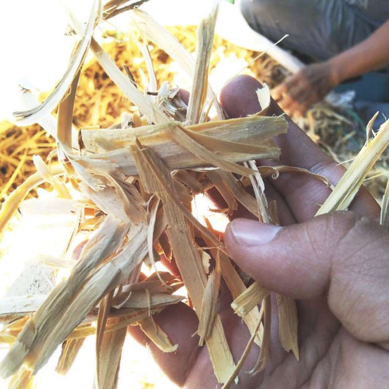 Promo Pilihan!! Bidara Laut atau Widoro Laut Asli 250gr Diskon 16% di ...