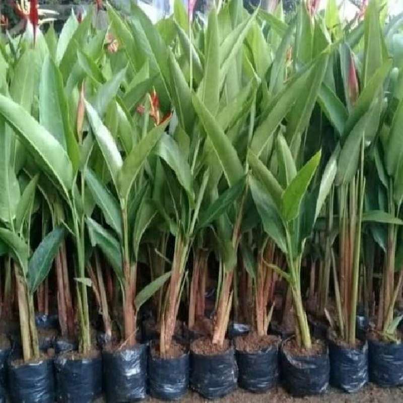 Jual Pisang Helikonia Ladydays/Tanaman pisang Pisangan di Seller nayla ...