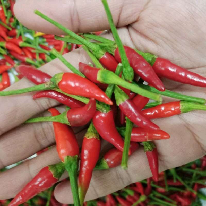 Jual Cabai rawit merah varietas pelita 500 gram di Seller ...