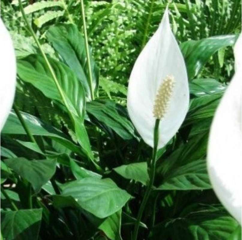 Jual Indoor Plant 💯 Harga Murah & Kualitas Terbaik Februari 2026