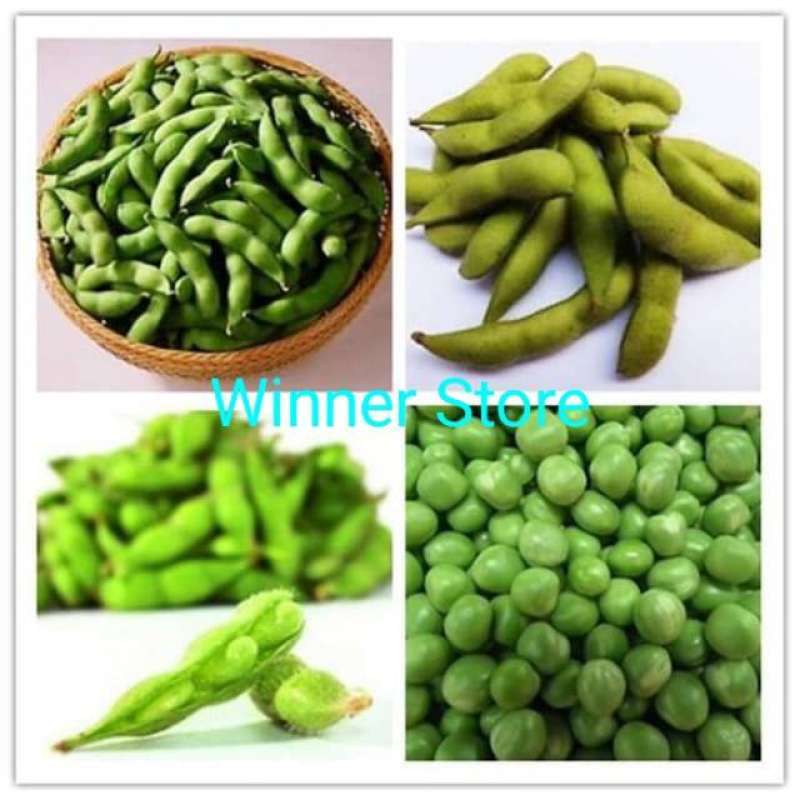 Jual 10 biji benih kacang kedelai dele kedele jepang edamame hijau soya ...