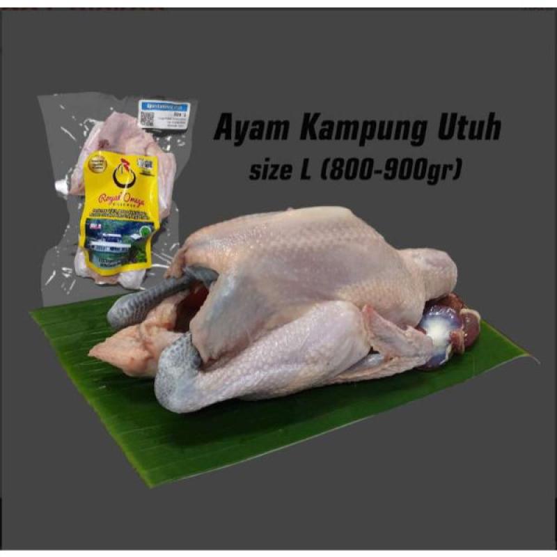 Jual Ayam Kampung UTUH Organik Size L Royal Omega Chicken - (800-900Gr ...