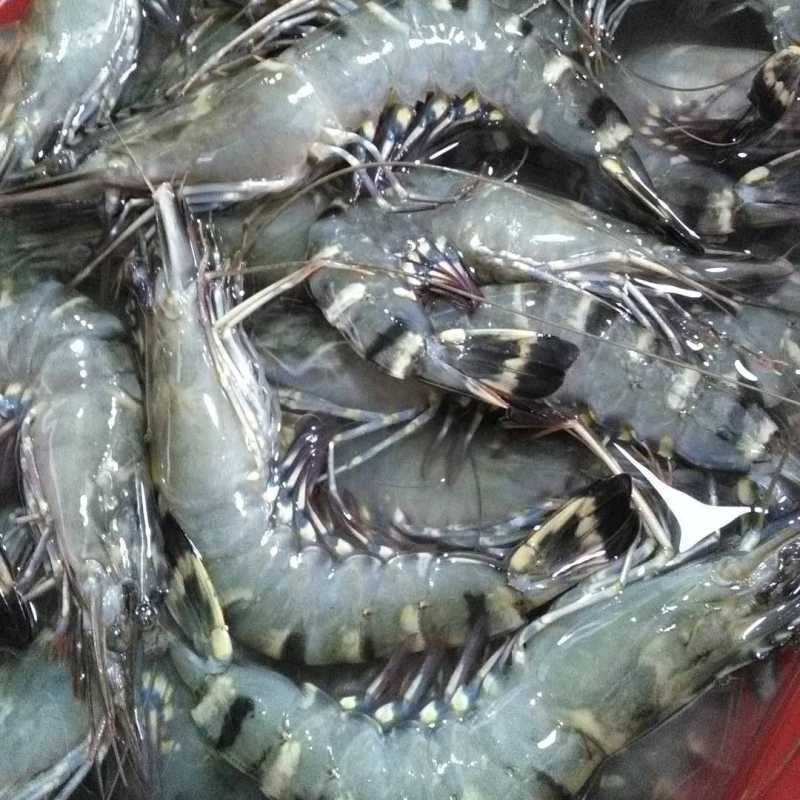 Jual Udang pancet/udang windu black tiger sumakida Halal di Seller ...