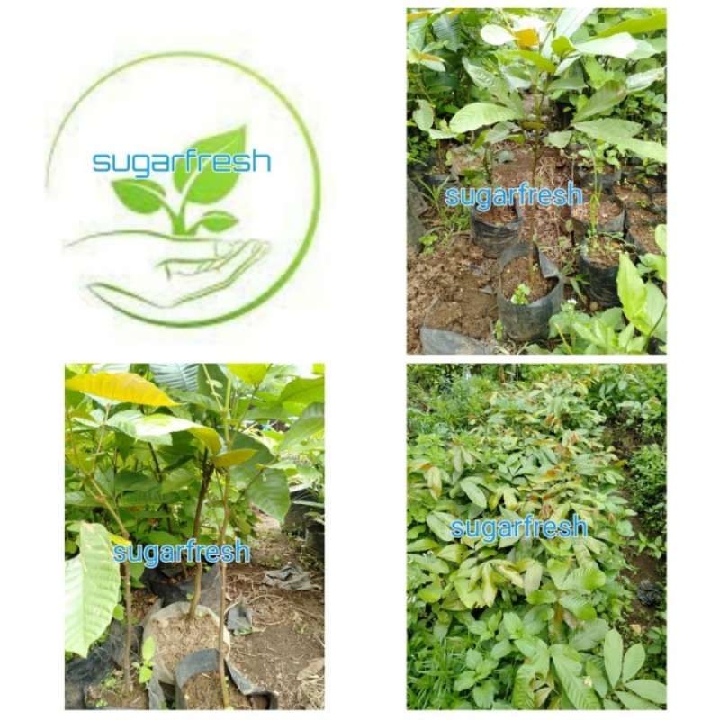 Jual Bibit matoa - Pohon matoa - Buah matoa di Seller bibit jelita ...