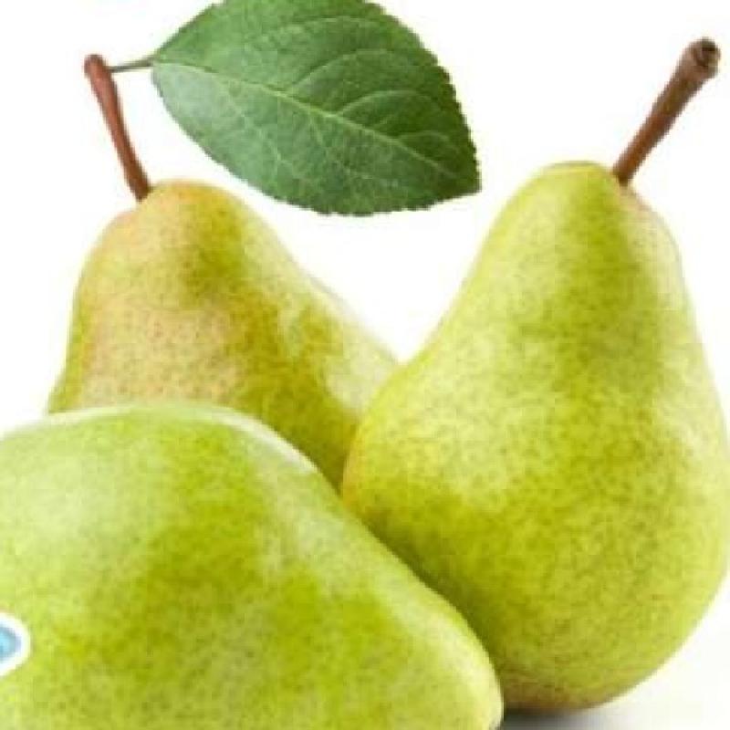 Jual bibit tanaman buah pir hijau PIR PALING MANIS pear hijau paling ...