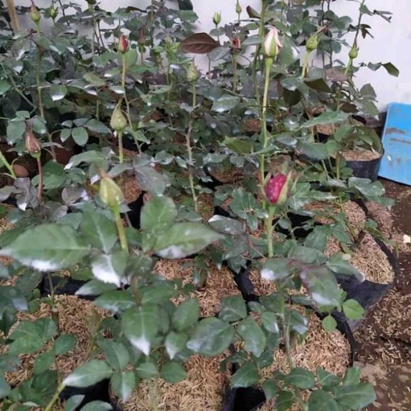 Jual Tanaman Hias/Pohon Bibit Bunga Mawar Old Garden Roses / Mawar ...