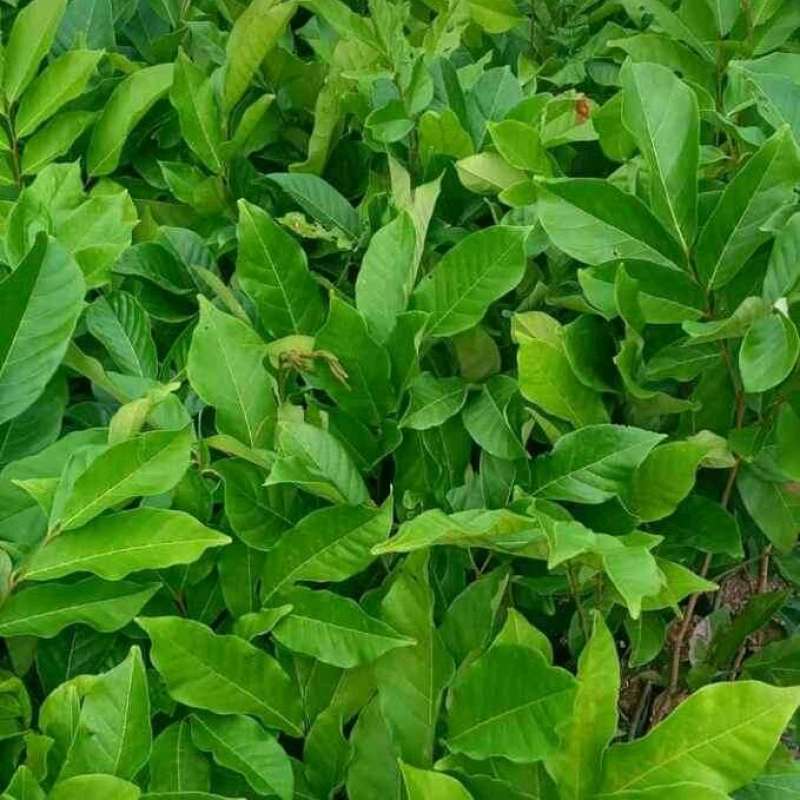 Jual Bibit Tanaman Rambutan Binjai | Rambutan Aceh Okulasi Di Seller ... Jual Bibit Tanaman Rambutan Binjai | Rambutan Aceh Okulasi Di Seller ...