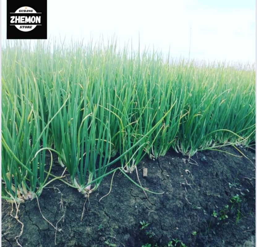 Jual Bibit Bawang Merah Super Varietas Thailand Nganjuk Tajuk 1 Kg Di ...